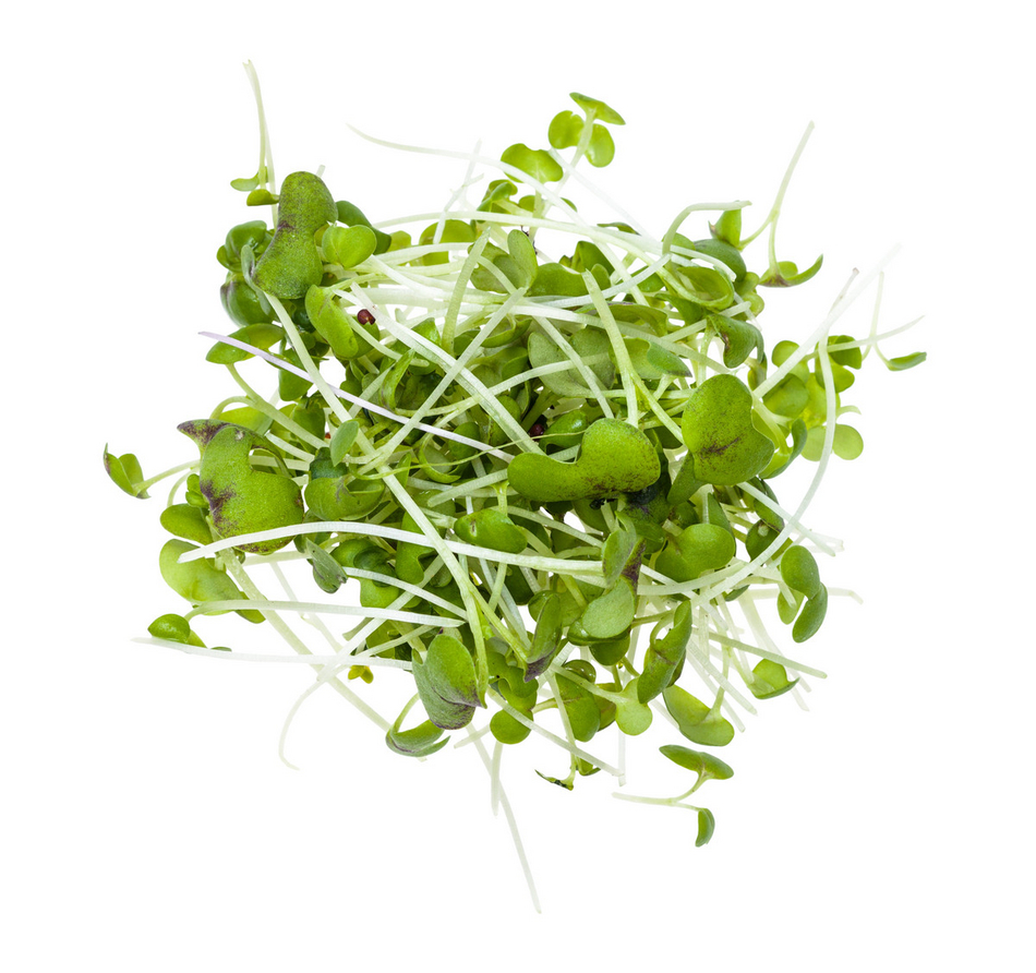 Mustard Cress | Order Online | Fisher of Newbury